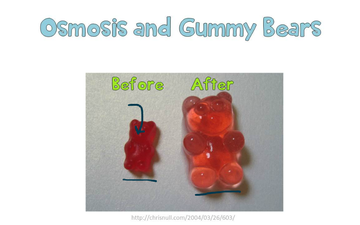 Osmosis and Gummy Bears | Educreations