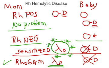 Rh Hemolytic Disease | Educreations