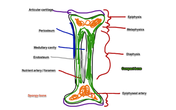 Long Bone | Educreations