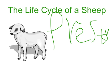 The Life Cycle of a Sheep | Educreations