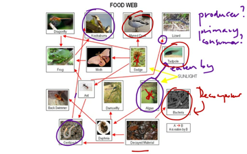 Ecosystems, Food Chains and Food Webs | Educreations