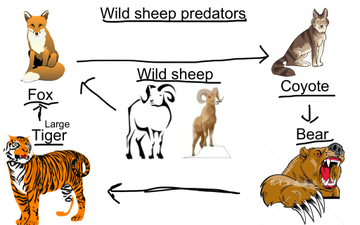 Wild Sheeps Predators | Educreations