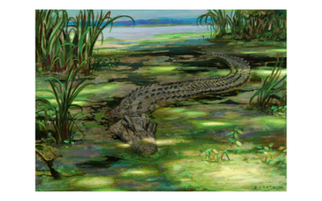 14-The Magic Crocodile | Educreations