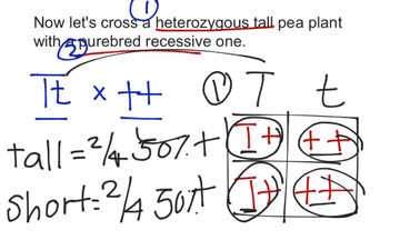 Punnett Square Tutorial | Educreations