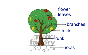 Plants And Tree Parts | Educreations