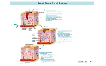 Integumentary System, Part 2: Dermis, Hypodermis And Epidermal ...