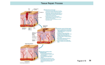 Muscle And Neural Tissue Groups And Tissue Repair | Educreations