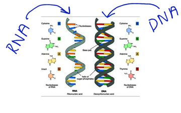 Jeneya 5th Hour | Educreations
