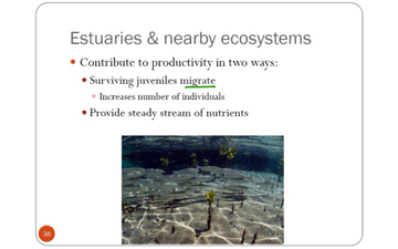 Estuary Notes | Educreations