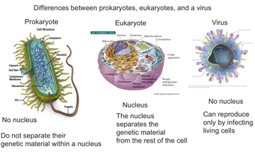 Difference Between Prokaryote, Eukaryote, And Viruses | Educreations