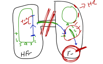 Hfr To F- Conjugal Cross | Educreations