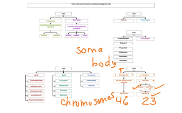 Cell Classifications | Educreations