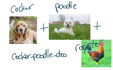 Math Expressions Grade 5 Unit 6 Lesson 11 Focus On Mathematical ...