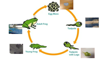 Mya Make I Carissa Frog | Educreations