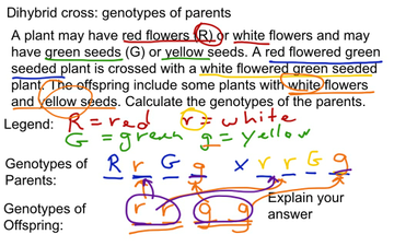 Dihybrid Genotypes Of Parents | Educreations