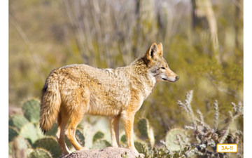 Desert habitat Lesson 3A | Educreations