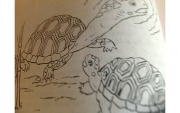 The Greedy but Cunning Tortoise | Educreations