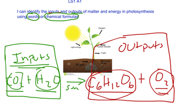 LS1A (1) Inputs and Outputs of Photosynthesis | Educreations