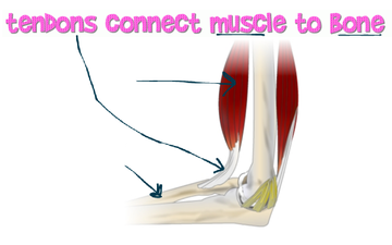 Tendons and Ligaments | Educreations