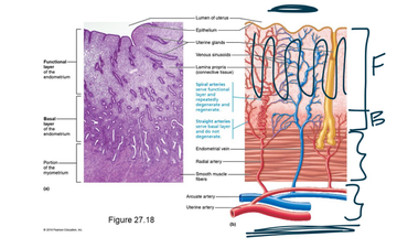 Endocrine And Reproductive Systems Lab Introduction, Part 2 | Educreations
