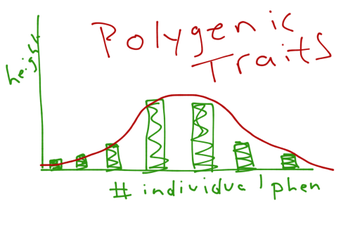 Polygenic Traits | Educreations