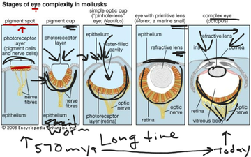 Evolution Of The Eye | Educreations