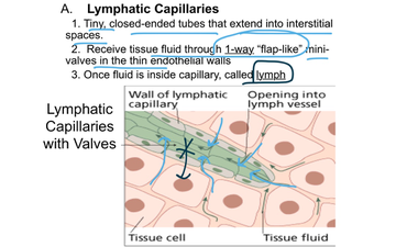 Ch 20 Lymphatic System | Educreations