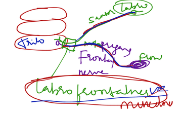 Cockroach Nervous System | Educreations