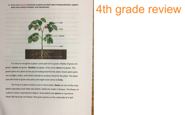 Plant Structures - 4th Grade Review | Educreations