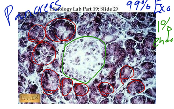 Basic Histology of the Digestive System | Educreations