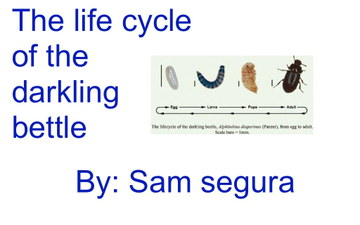 The Life Cycle Of The Darkling Beetle | Educreations