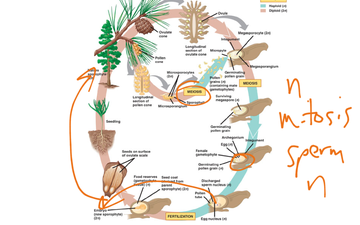 Gymnosperm Reproduction | Educreations